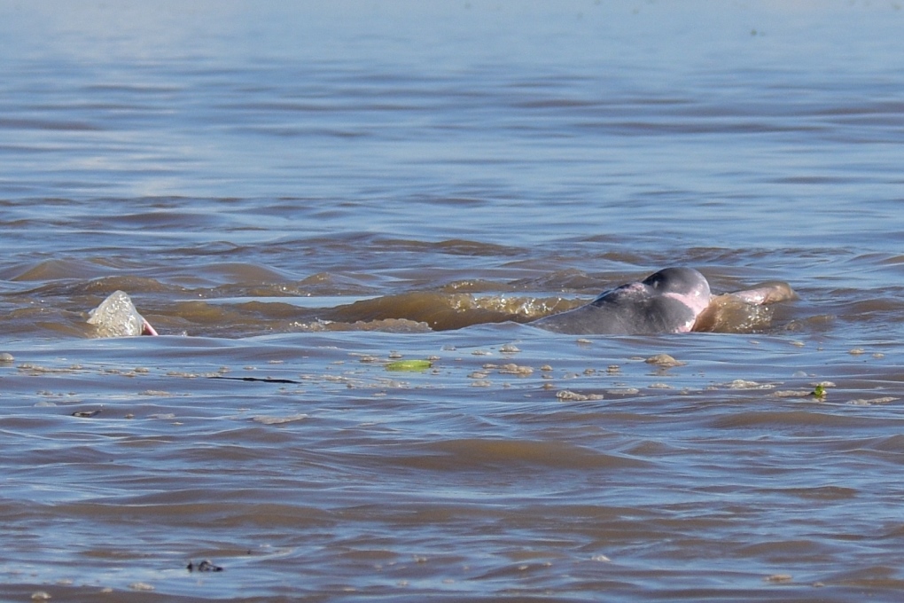 På jagt efter lyserøde floddelfiner - Two Danes On Tour