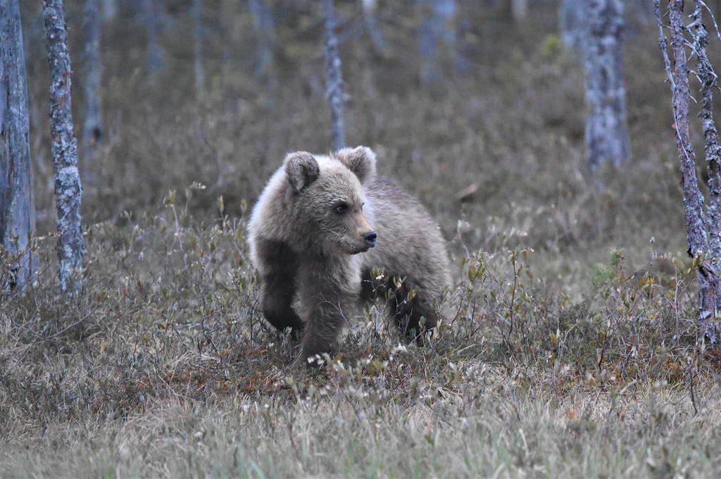 Omvendt Nak og æd - en brun bjørn i Finland - Two Danes On Tour